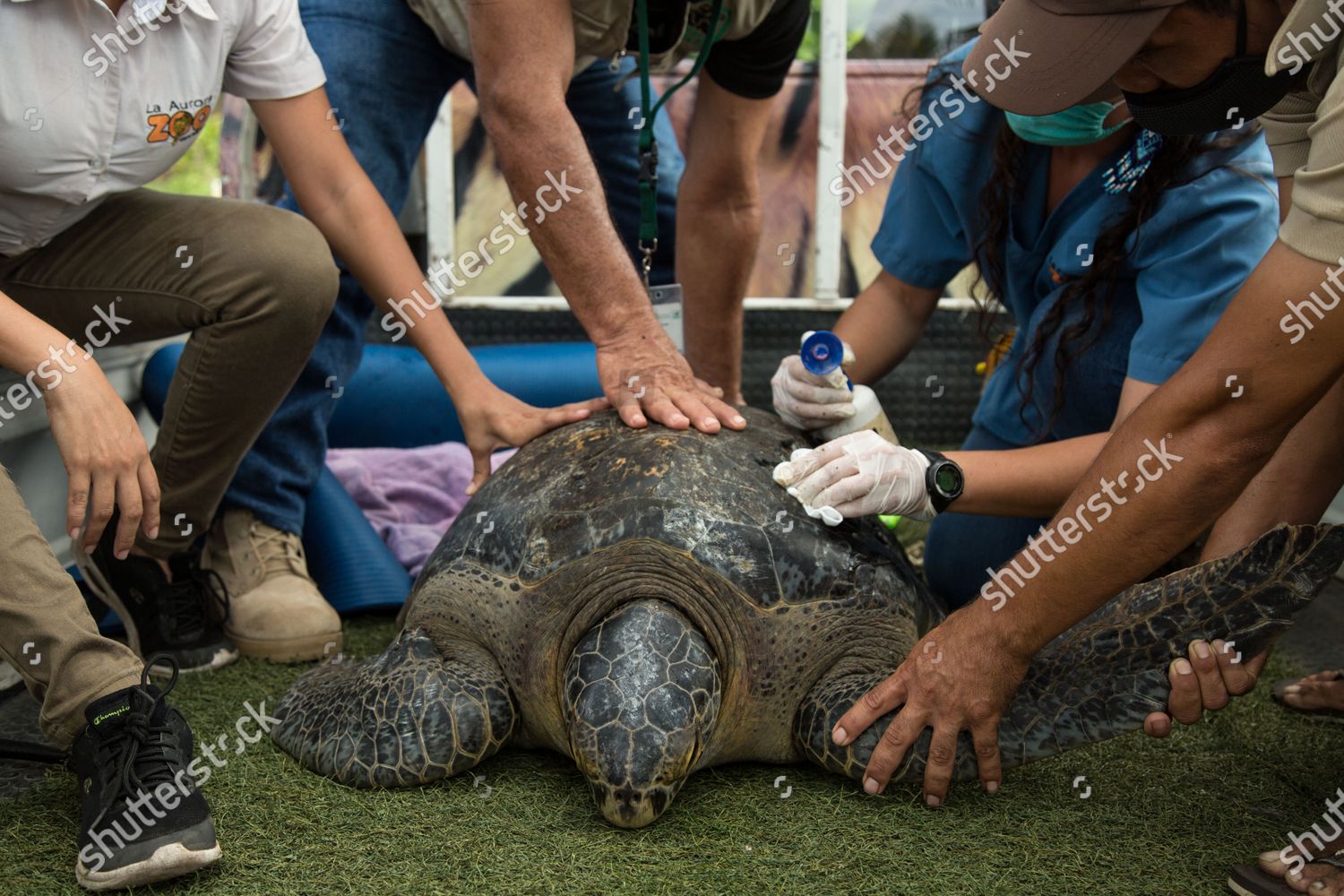 Team Marine Conservation Center Guatemalan Association Editorial Stock ...