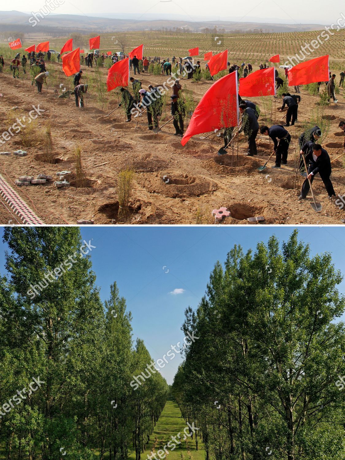 Combination Photo Shows Villagers Planting Trees Editorial Stock Photo ...