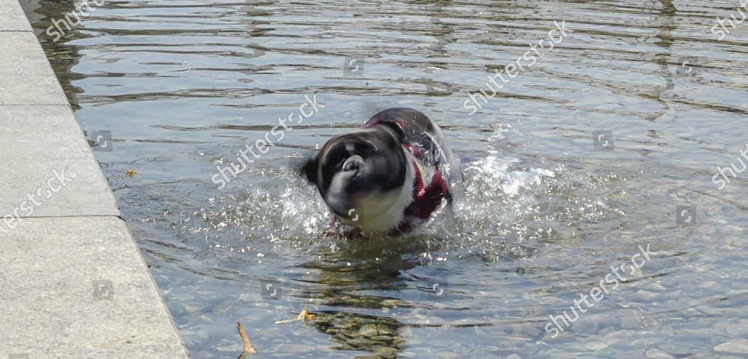 Dog Refreshes Fountain Turin Italy 01 Editorial Stock Photo - Stock ...