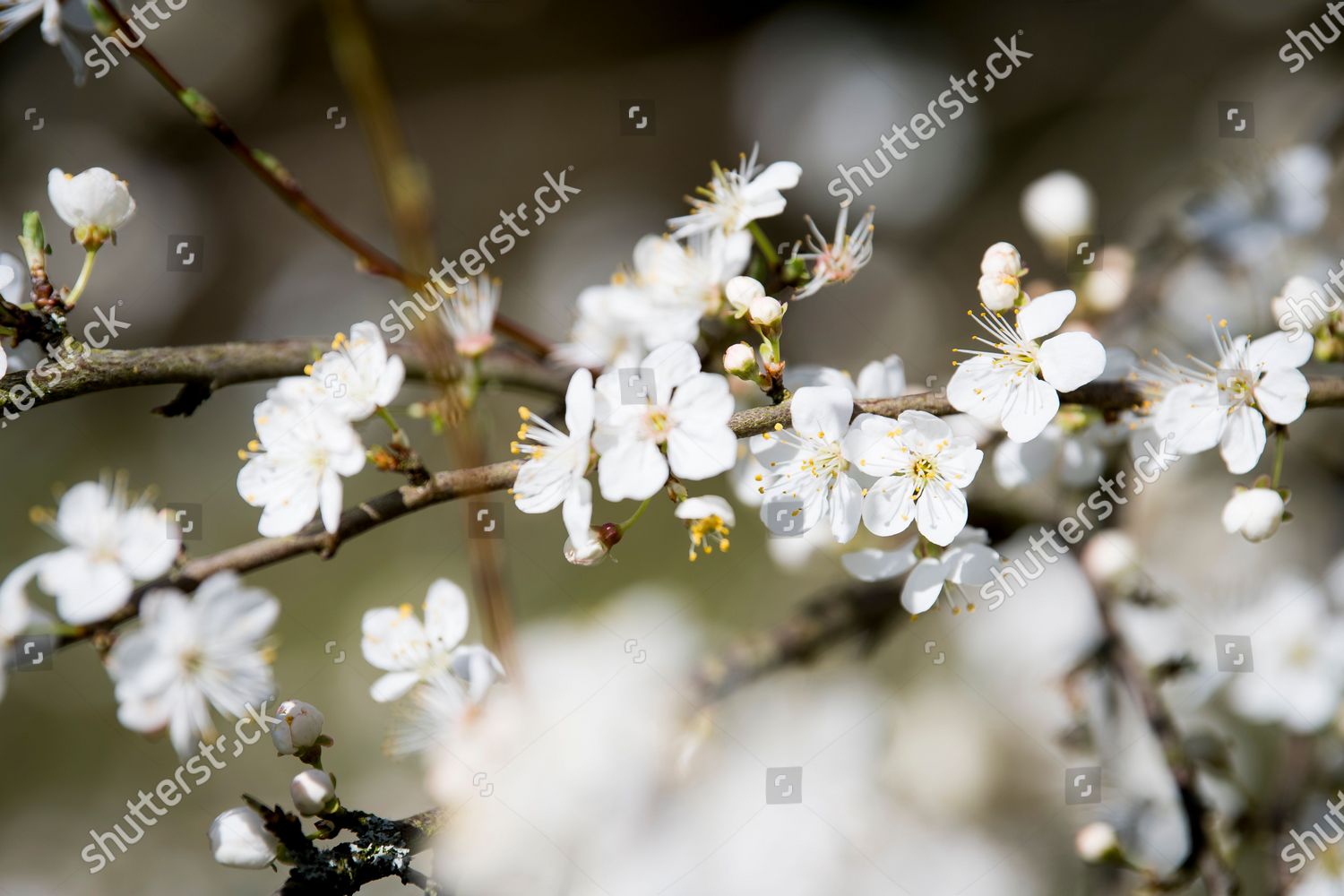 Illustration Picture Shows Wild Plum Tree Editorial Stock Photo - Stock ...