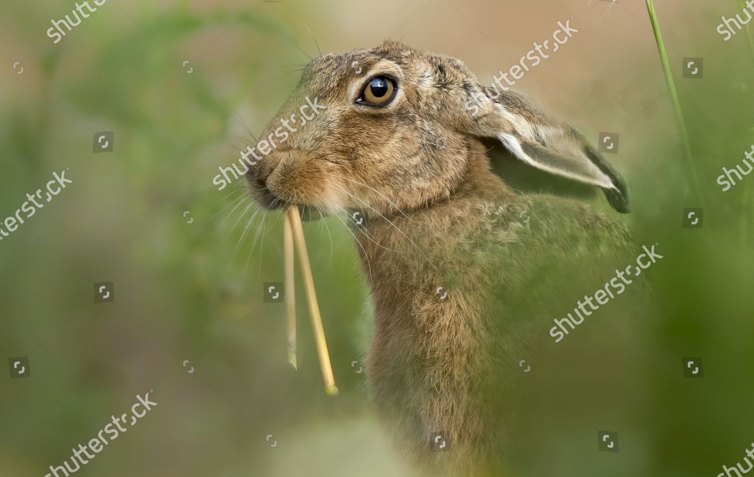 Whats Doc This Hare Looks Like Editorial Stock Photo - Stock Image ...