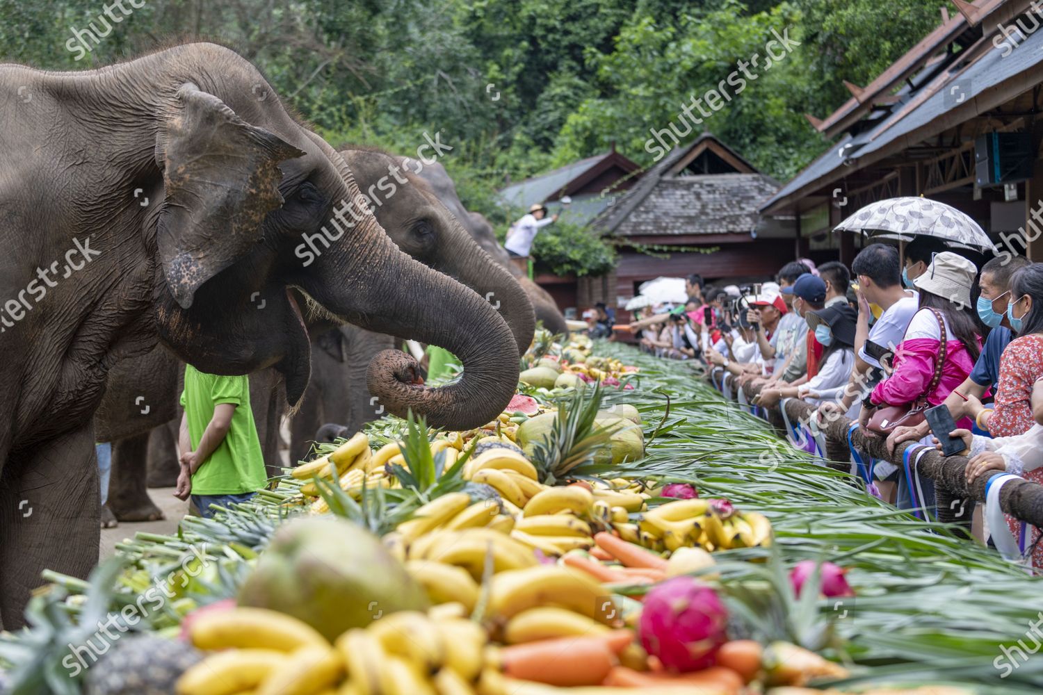 Elephants Eat Fruits Vegetables During Celebrations Editorial Stock ...