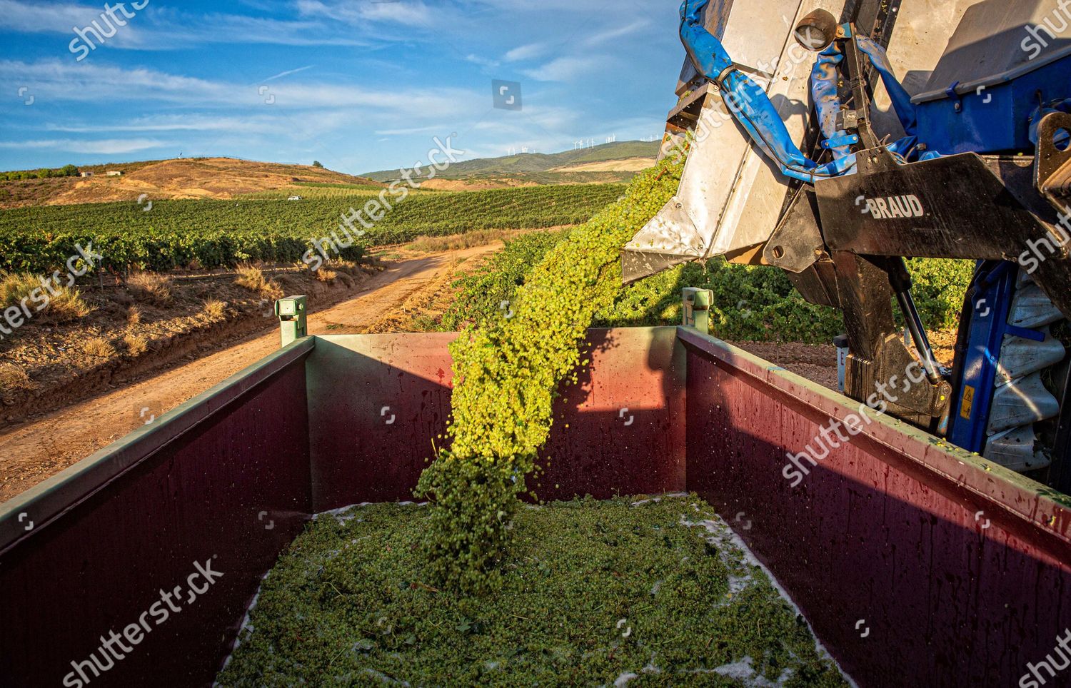 Grape Harvesting Machine Throw White Grapes Editorial Stock Photo ...