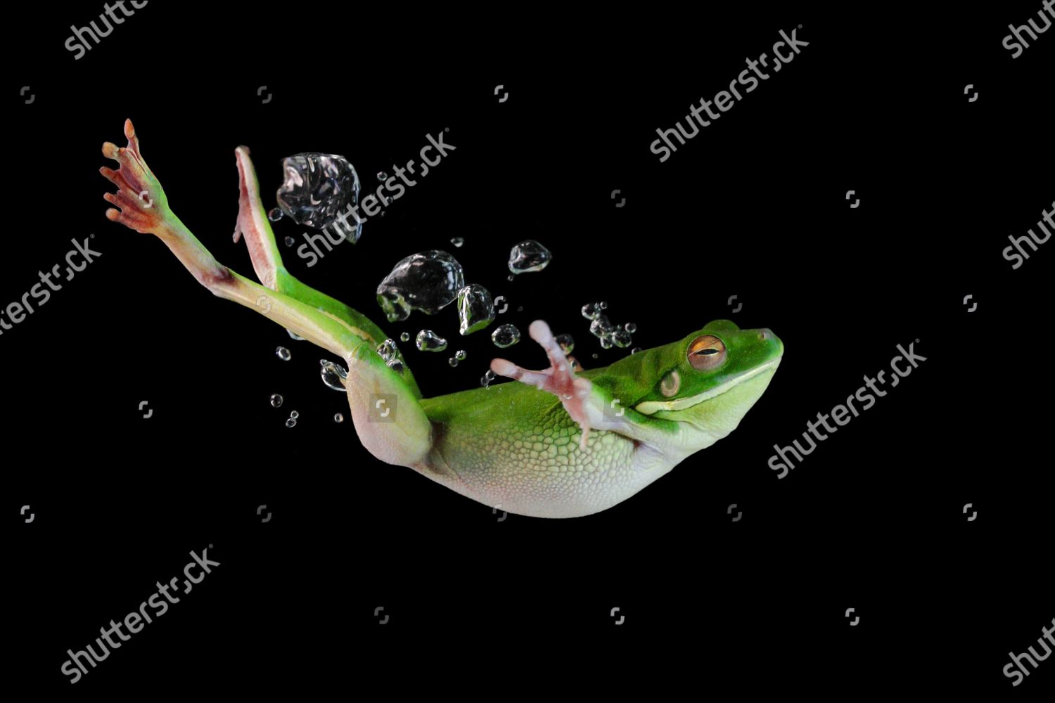 Frog Appears Float Through Air These Editorial Stock Photo - Stock ...