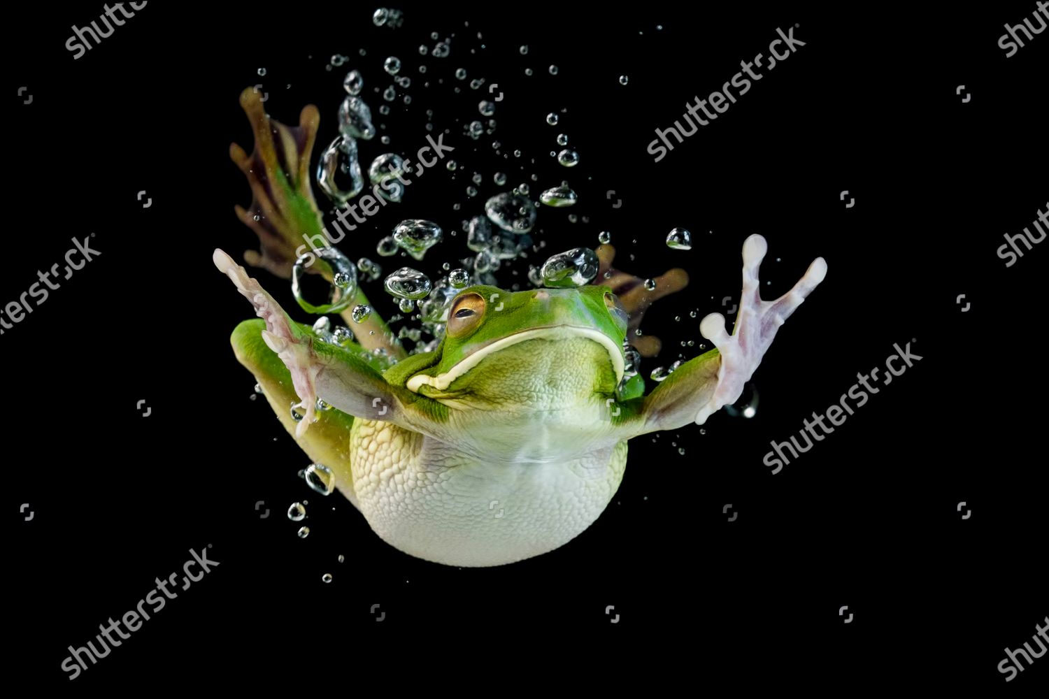 Frog Appears Float Through Air These Editorial Stock Photo - Stock ...