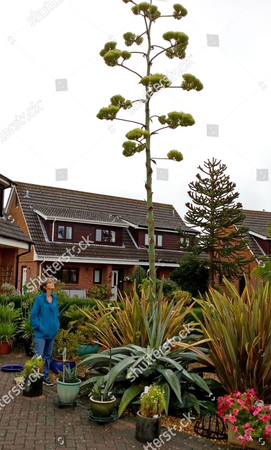 Julie Crook Stood Next Agave Plant Editorial Stock Photo - Stock Image ...