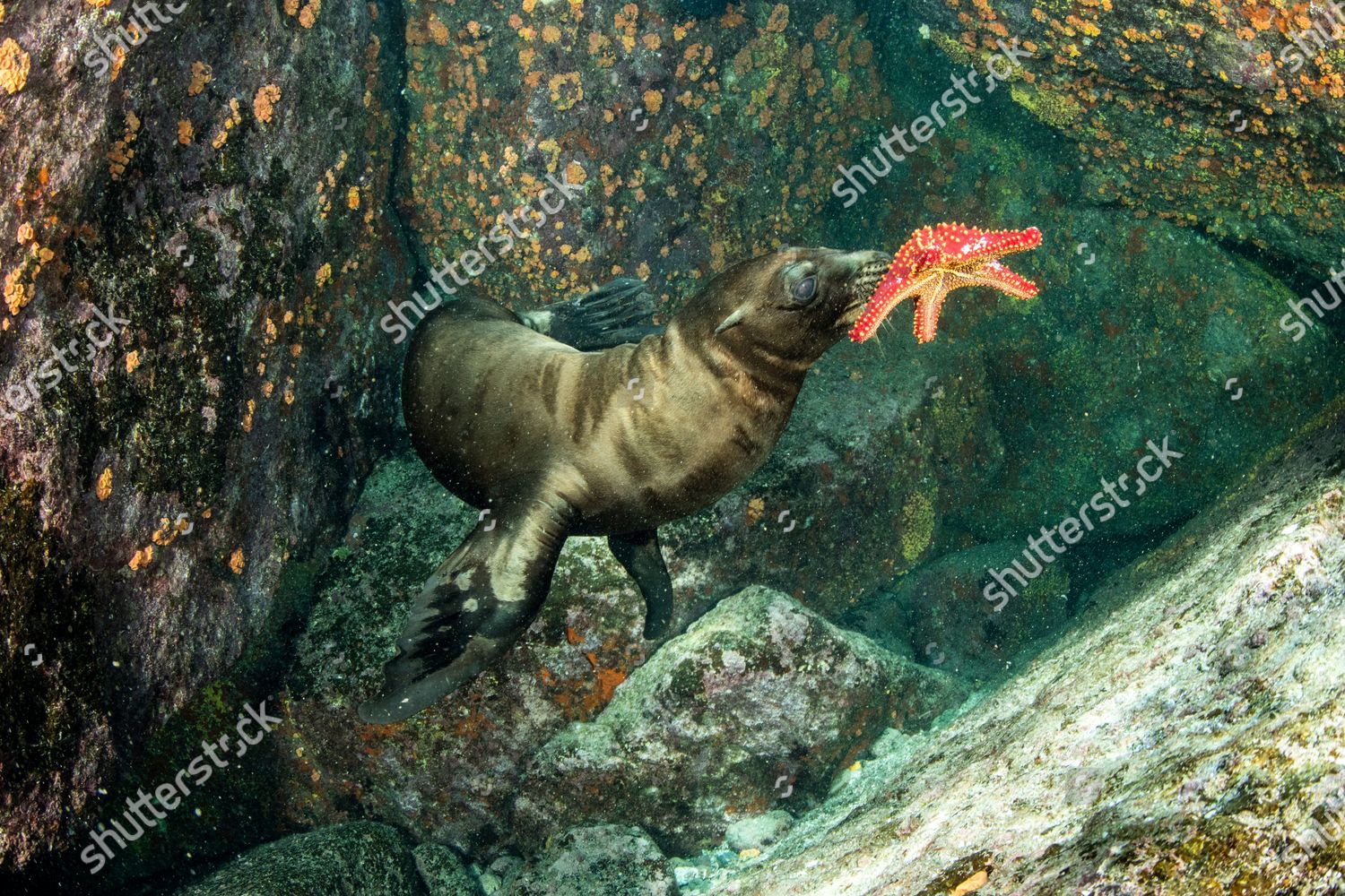 Playful Sea Lions Dive Into Water Editorial Stock Photo - Stock Image ...