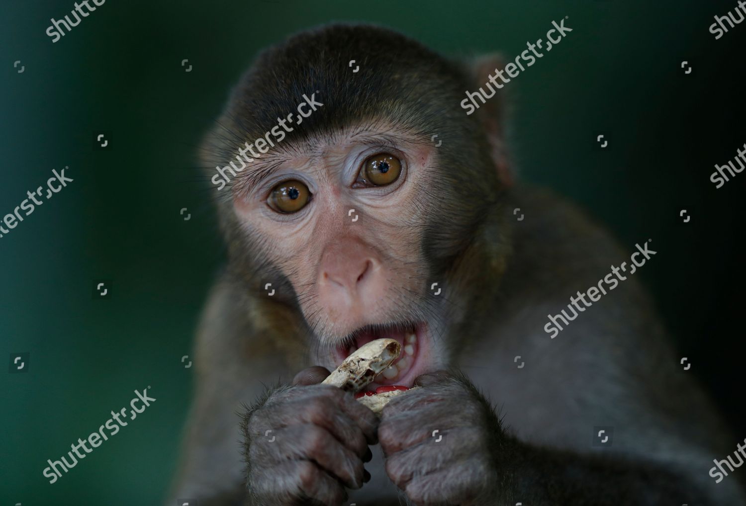 Monkey Eats Nuts While Sitting On Editorial Stock Photo - Stock Image ...