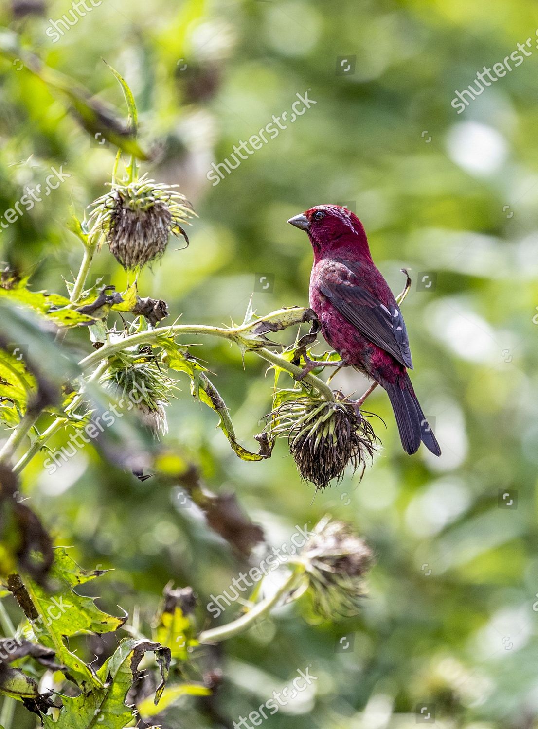 Red Rosefinch Listed On Iucn Red Editorial Stock Photo - Stock Image ...