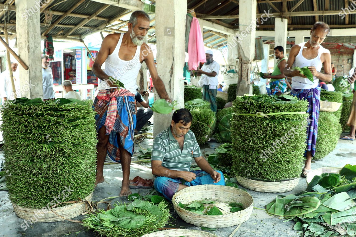 Farmers Process Paan Betel Leaf Bagerhat Editorial Stock Photo - Stock Image | Shutterstock