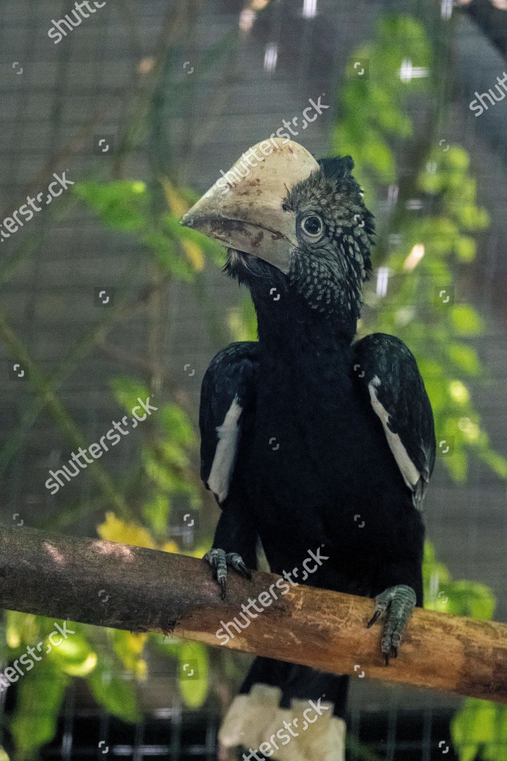 Silverycheeked Hornbill Enclosure Zoo Lodz Central Editorial Stock ...