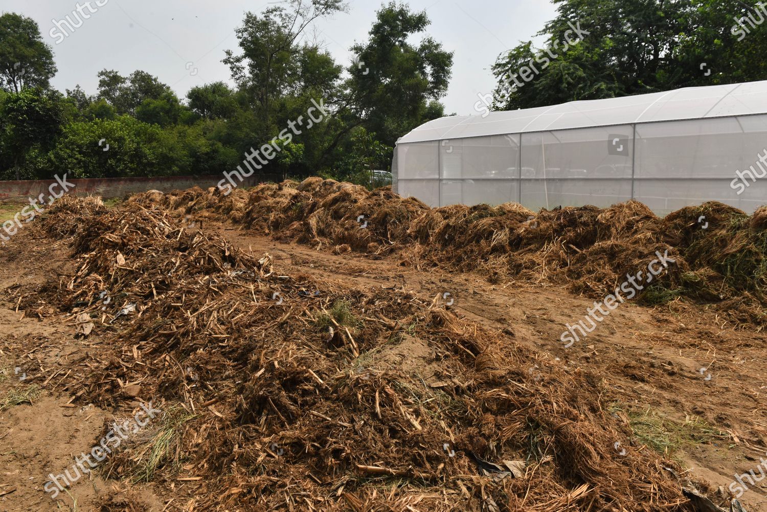 Decomposed Straw Waste Crop Seen On Editorial Stock Photo - Stock Image ...