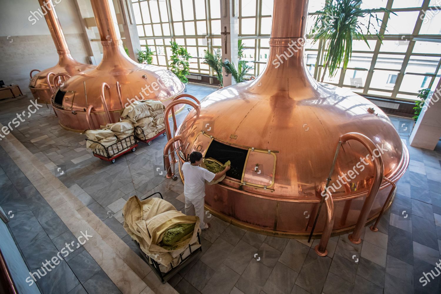 2239 Technician Adds Hops Fermenting Vat Editorial Stock Photo - Stock ...