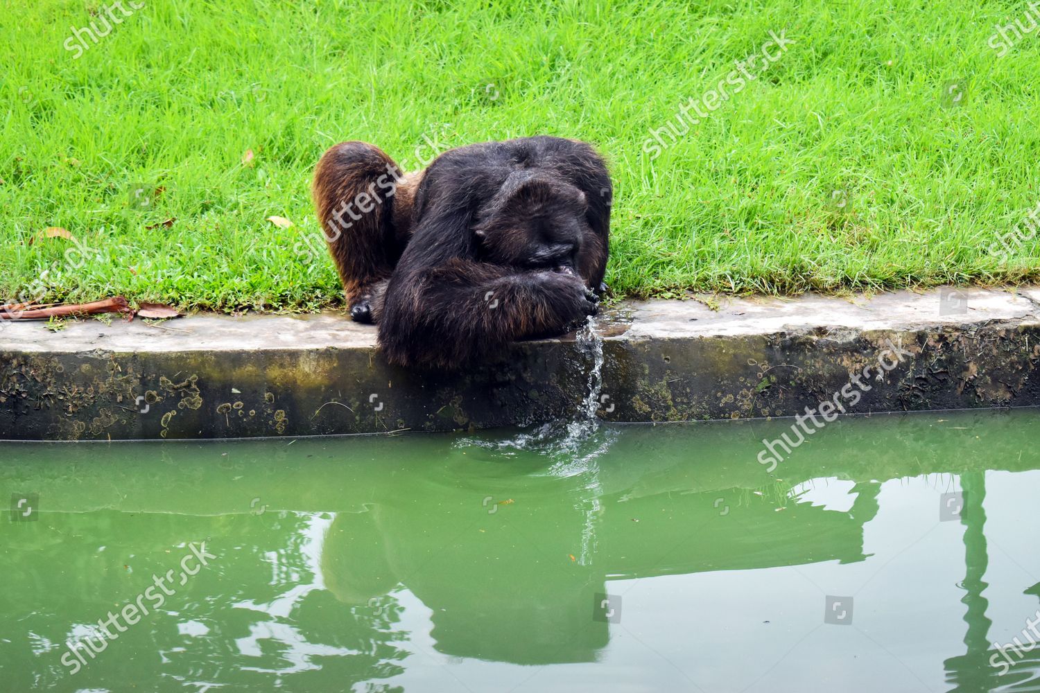 Chimpanzee Drinking Water Inside Kolkata Zoo Editorial Stock Photo - Stock Image | Shutterstock