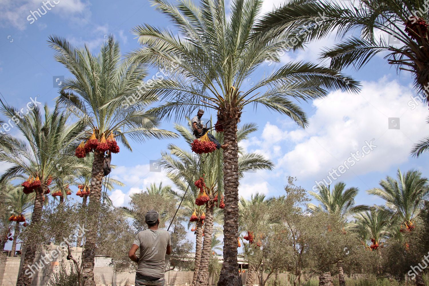 Farmers Harvest Dates Dir Al Balah Editorial Stock Photo - Stock Image ...