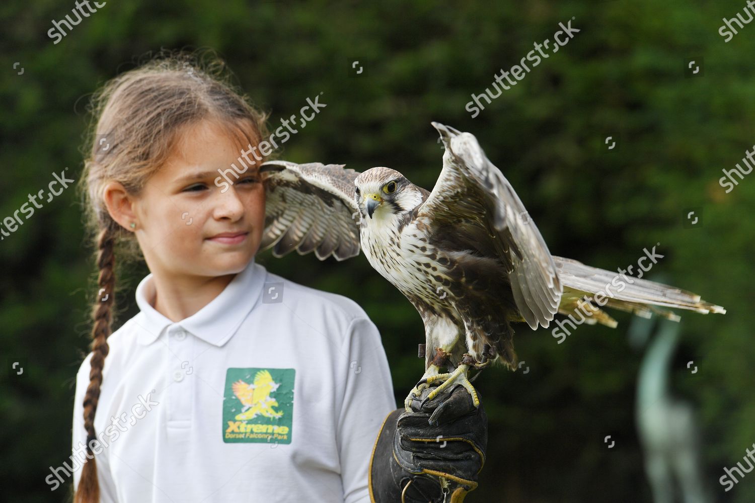 Connie 10 Pictured Lugger Falcon a Editorial Stock Photo - Stock Image ...