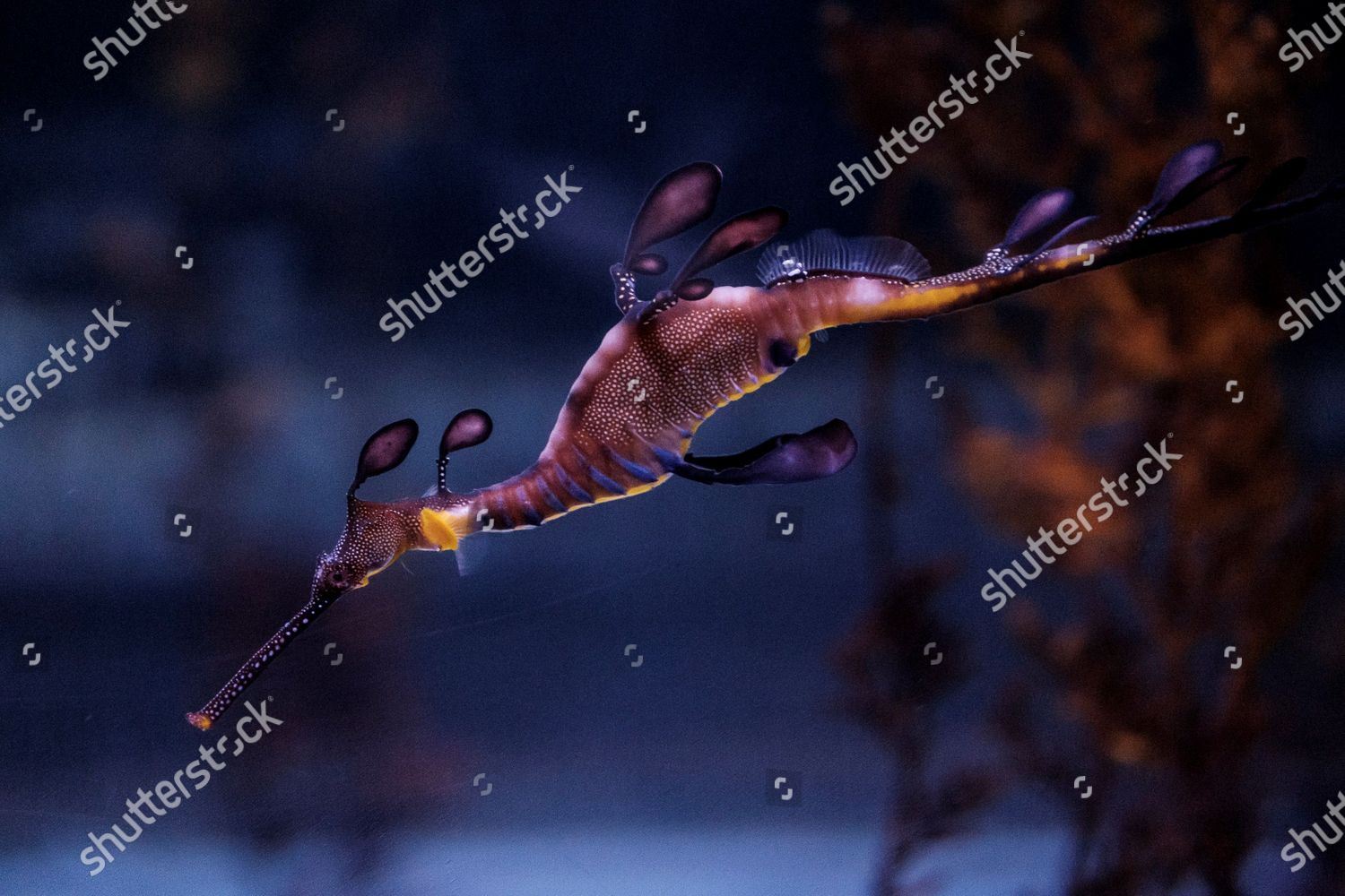 COMMON SEADRAGON PHYLLOPTERYX TAENIOLATUS SEEN FISHTANK Editorial Stock ...