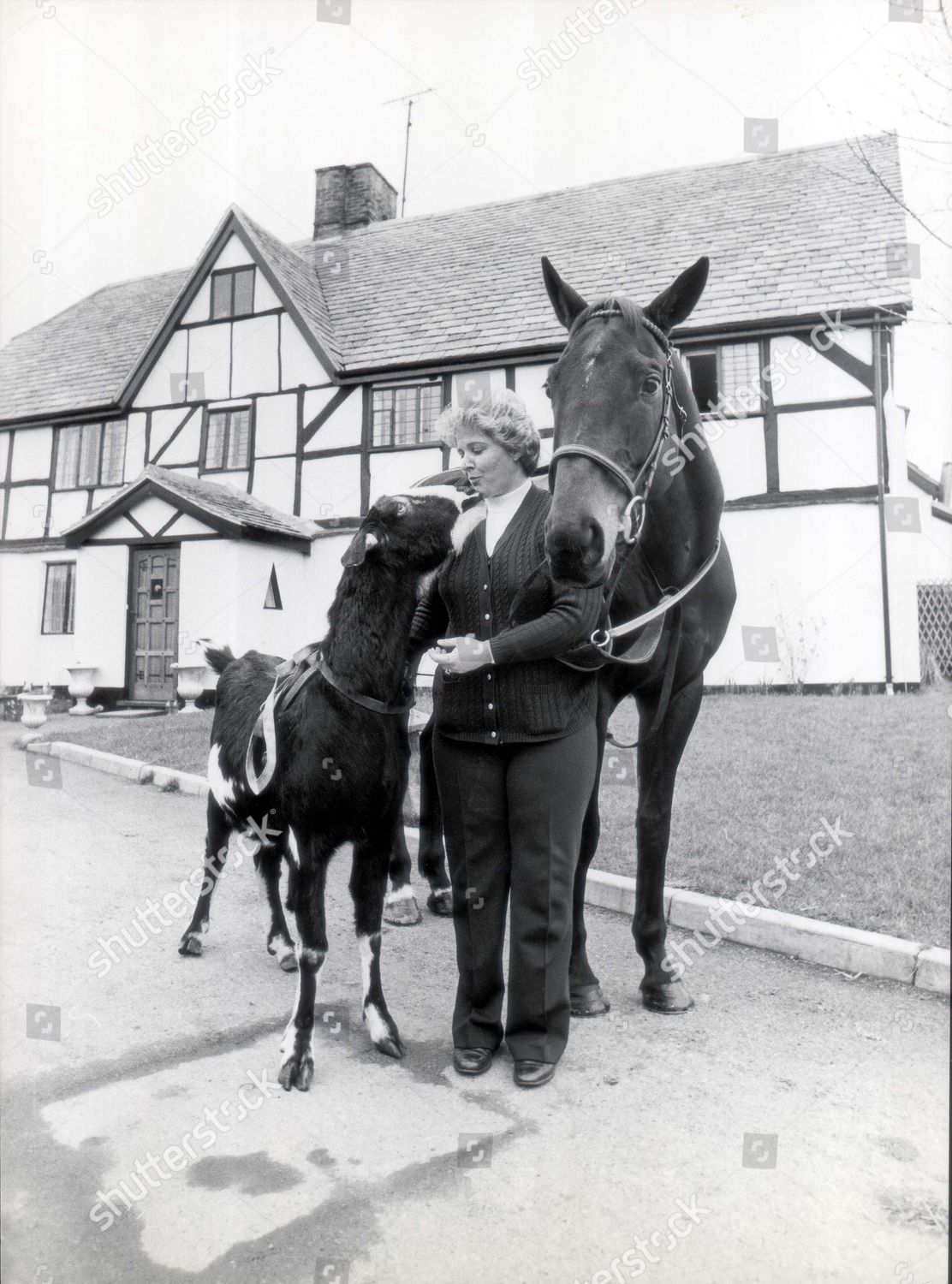 Jenny Pitman Racehorse Trainer 1981 Jenny Editorial Stock Photo - Stock ...
