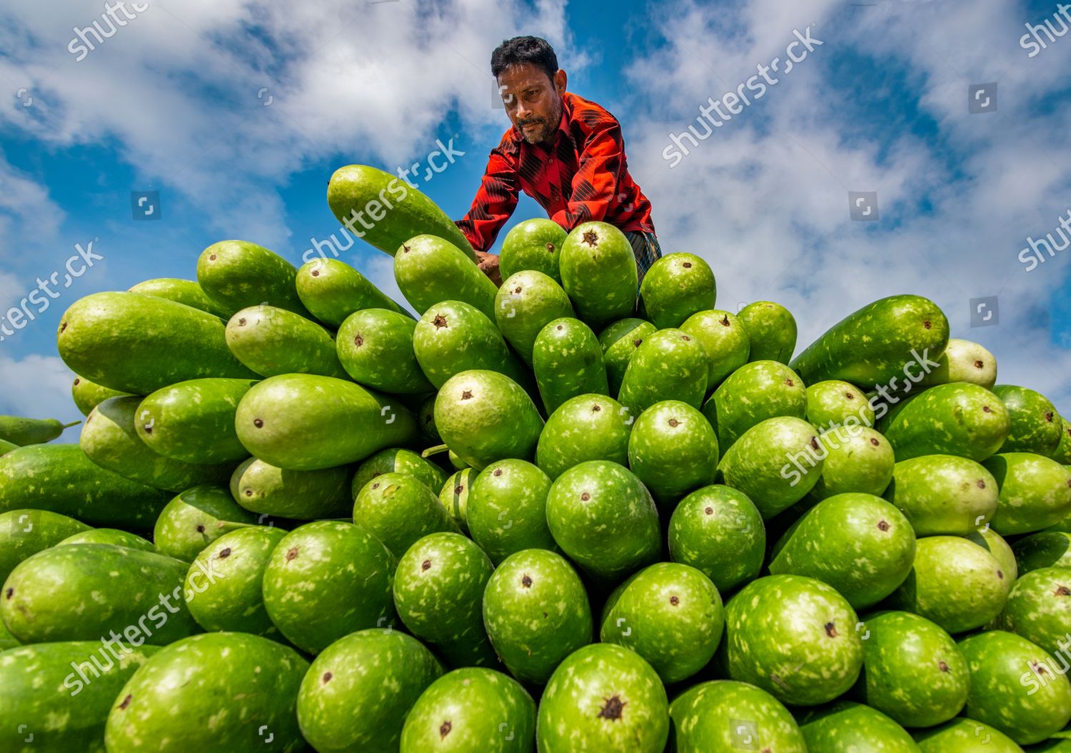 Vegetable Sellers Arrange Huge Piles Brightly Editorial Stock Photo ...
