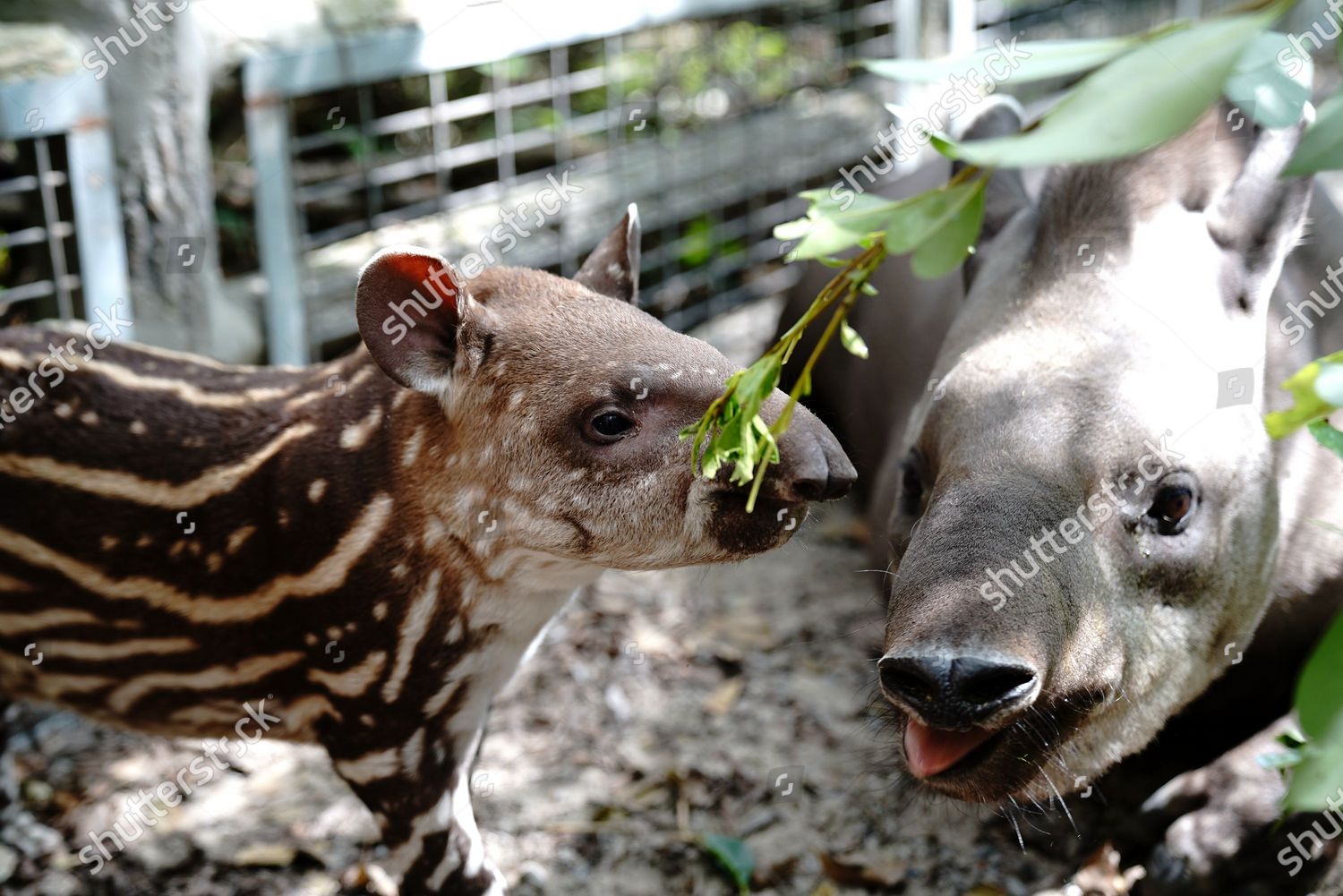Female South American Tapir Seen Cub Editorial Stock Photo - Stock ...