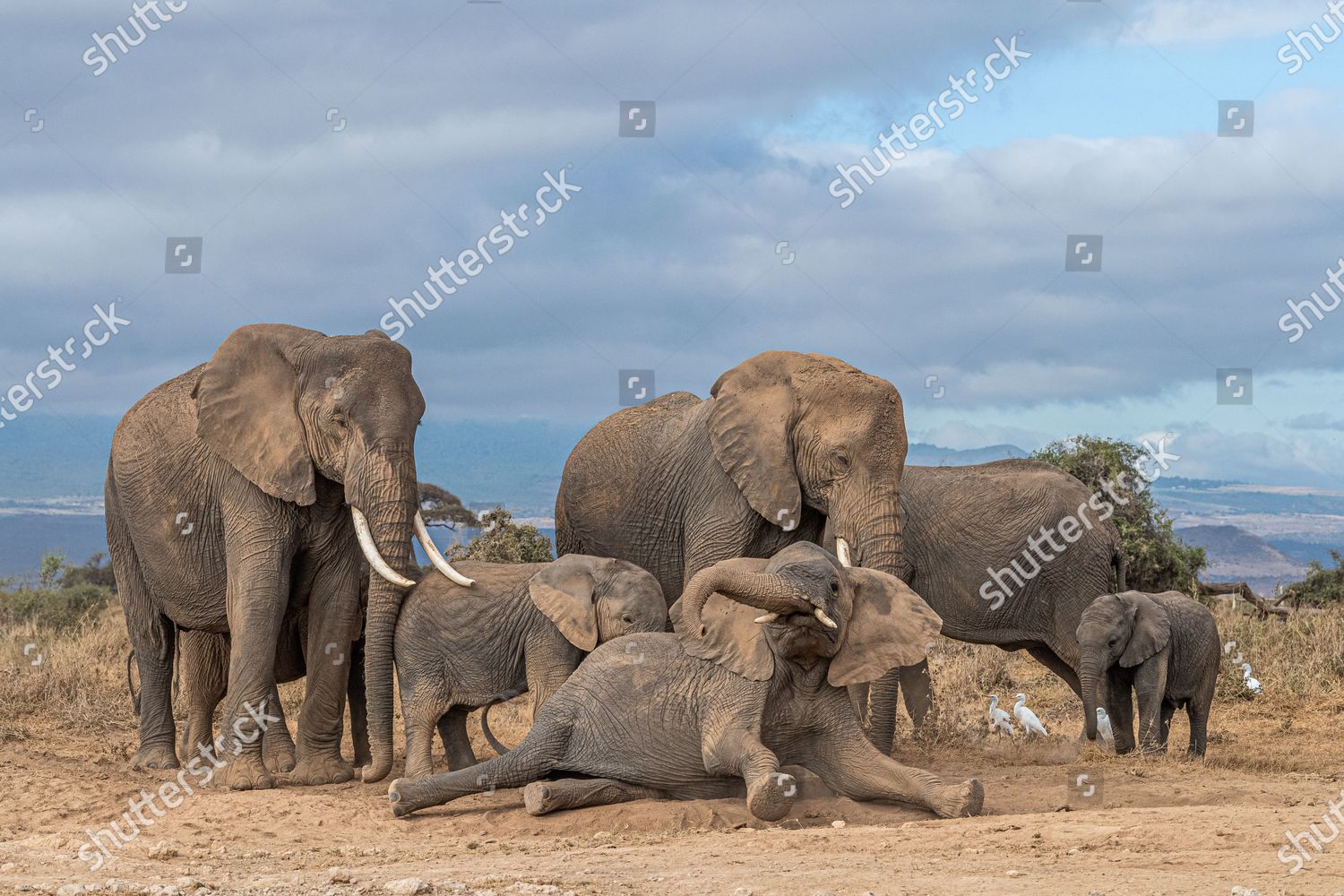 Baby Elephant Cuddles Mother She Lays Editorial Stock Photo - Stock ...