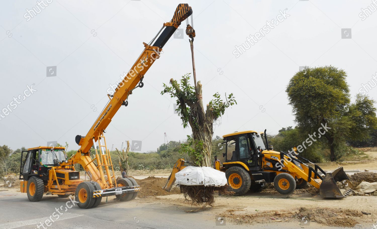 Tree Being Replanted After Removed Due Editorial Stock Photo - Stock ...