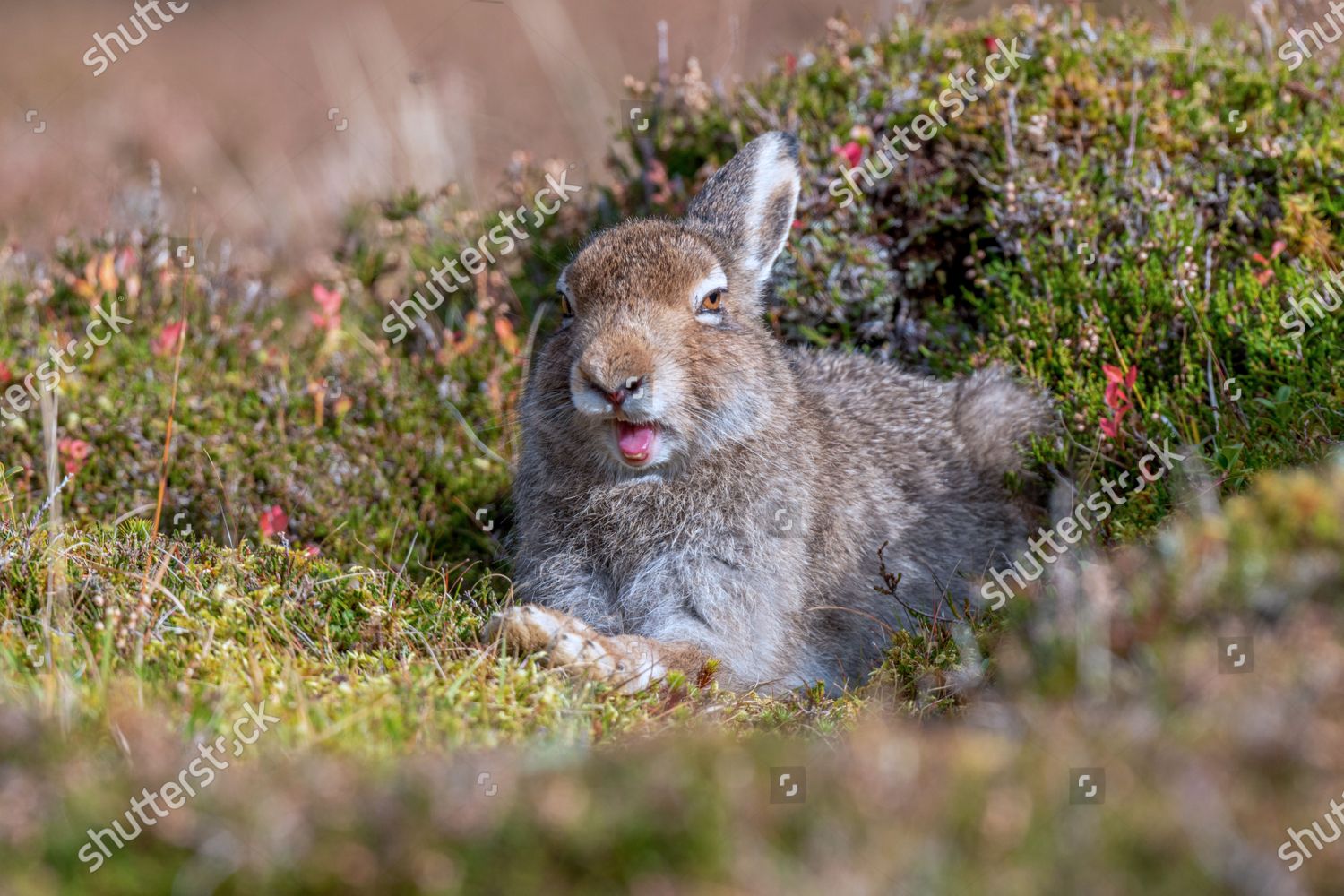 Hare Pulls Funny Faces Soaks Much Editorial Stock Photo - Stock Image ...