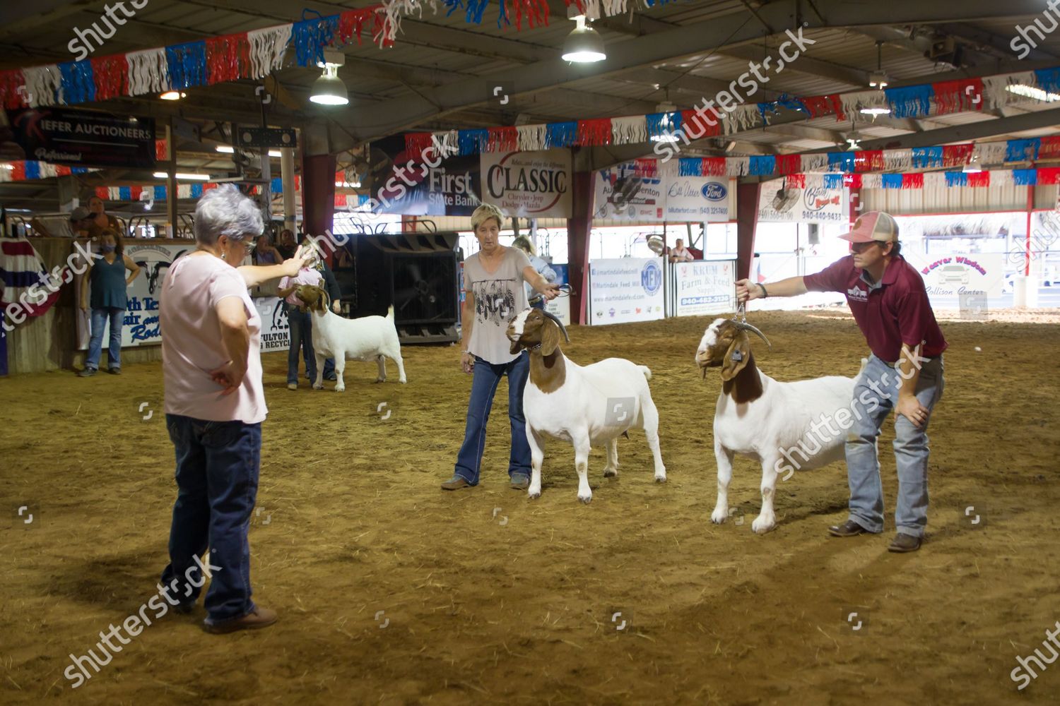 Judge Selects Winner Goat Contest 2020 Editorial Stock Photo - Stock ...