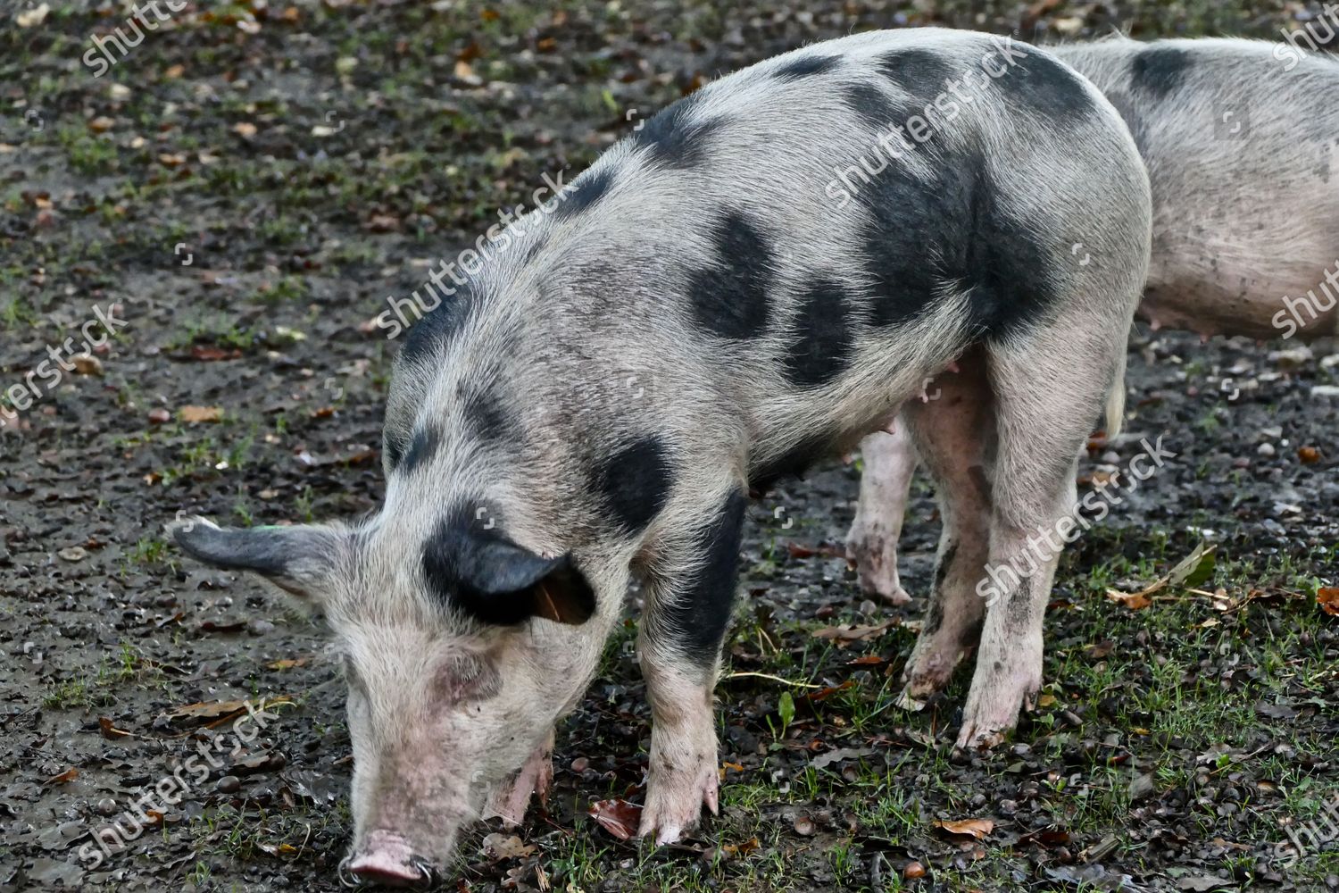 Pannage Pigs Released Onto Forest Eat Editorial Stock Photo - Stock ...