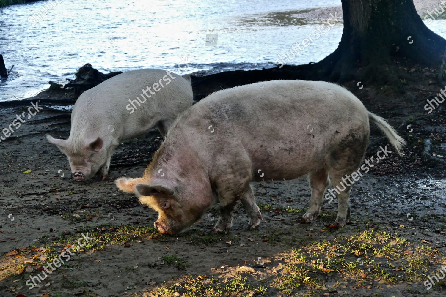 Pannage Pigs Released Onto Forest Eat Editorial Stock Photo - Stock ...
