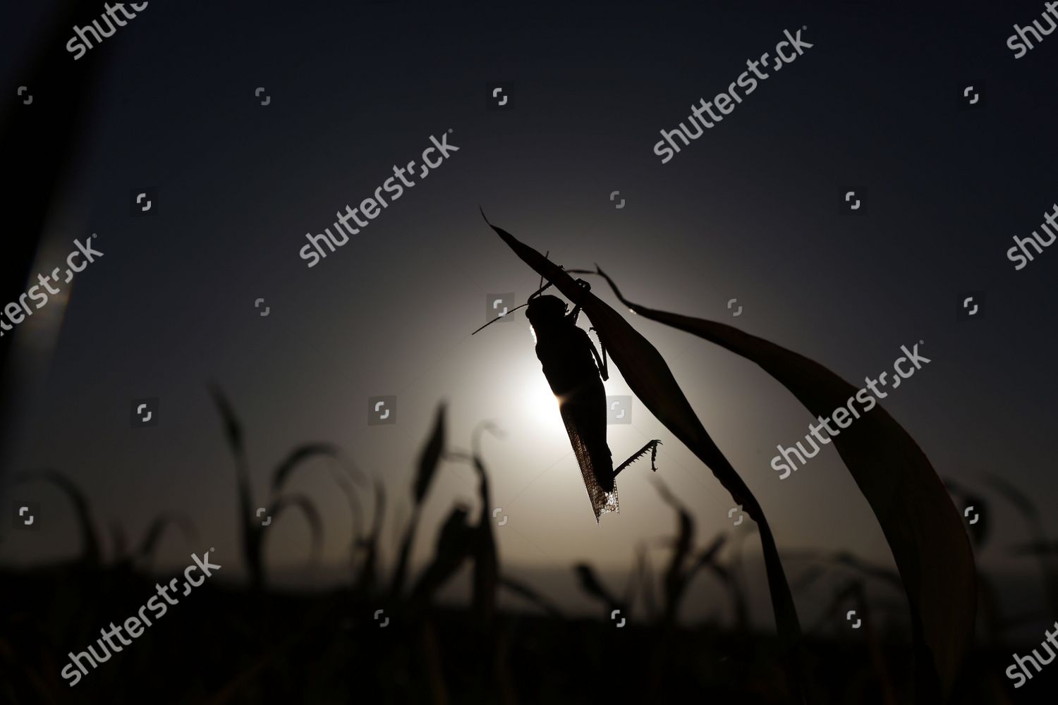 Desert Locust Bites On Sorghum Stalk Editorial Stock Photo - Stock ...