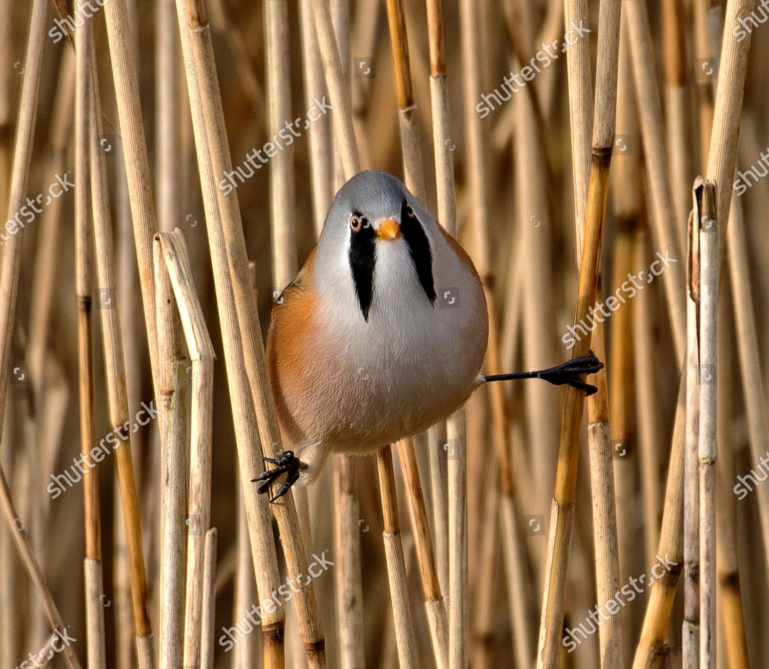Agile Birds Doing Splits On Reed Editorial Stock Photo - Stock Image ...