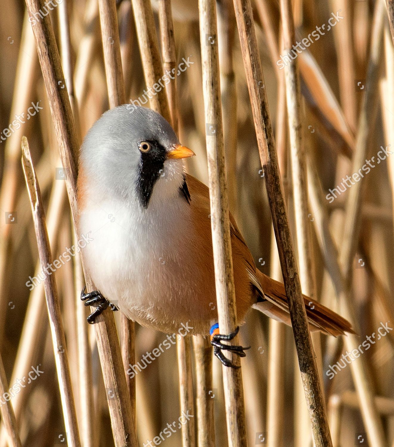 Agile Birds Doing Splits On Reed Editorial Stock Photo - Stock Image ...