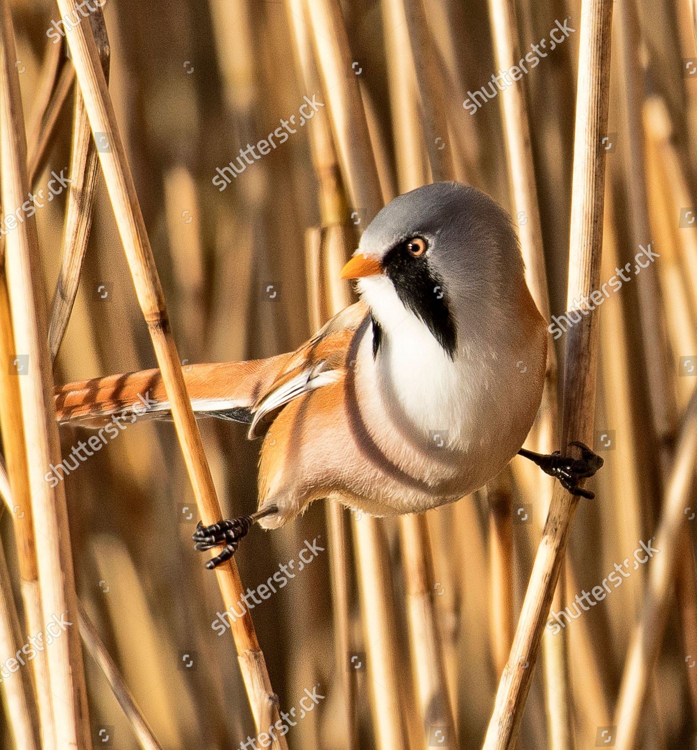 Agile Birds Doing Splits On Reed Editorial Stock Photo - Stock Image ...