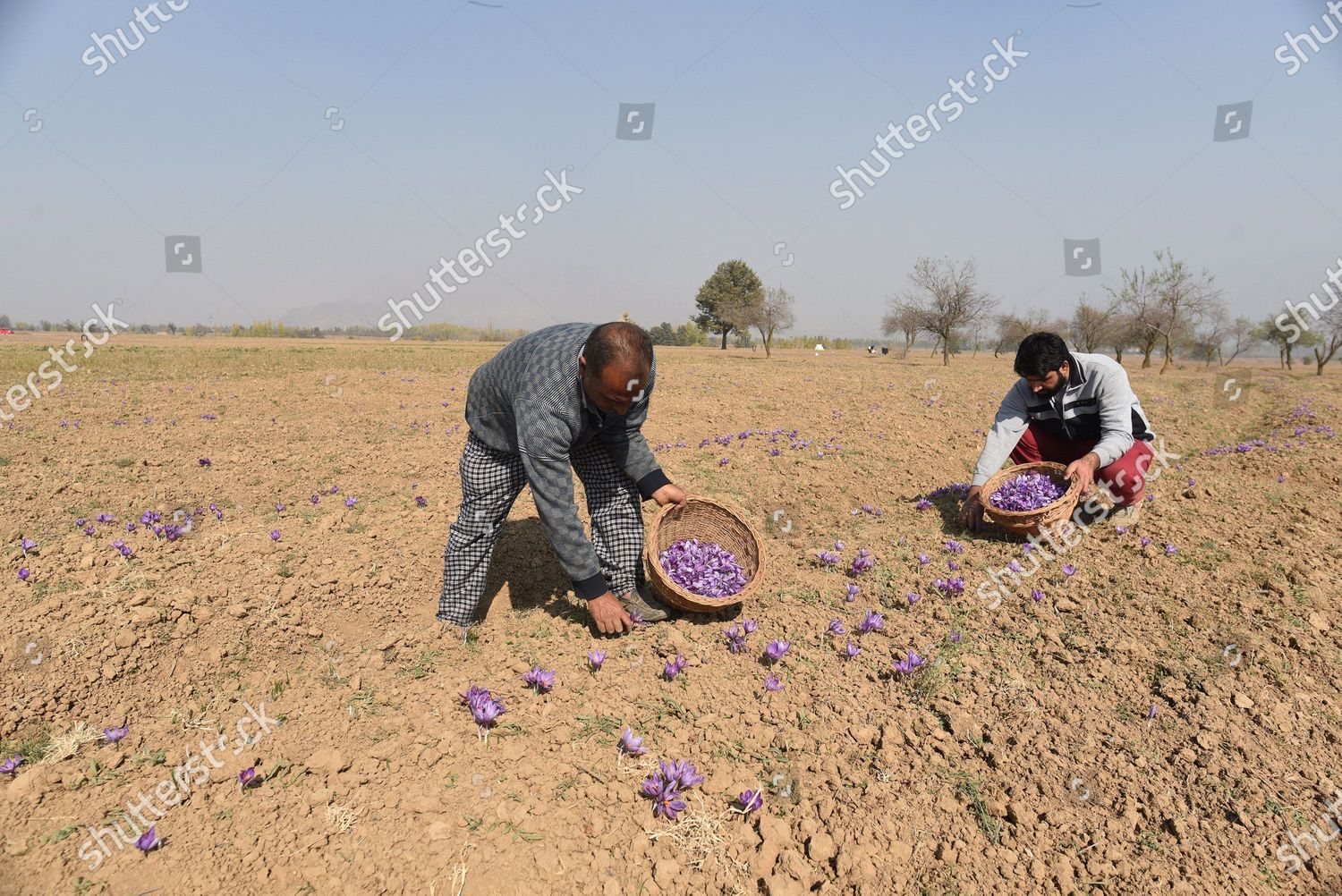 Farm Workers Harvesting Saffron Flowers Field Editorial Stock Photo ...