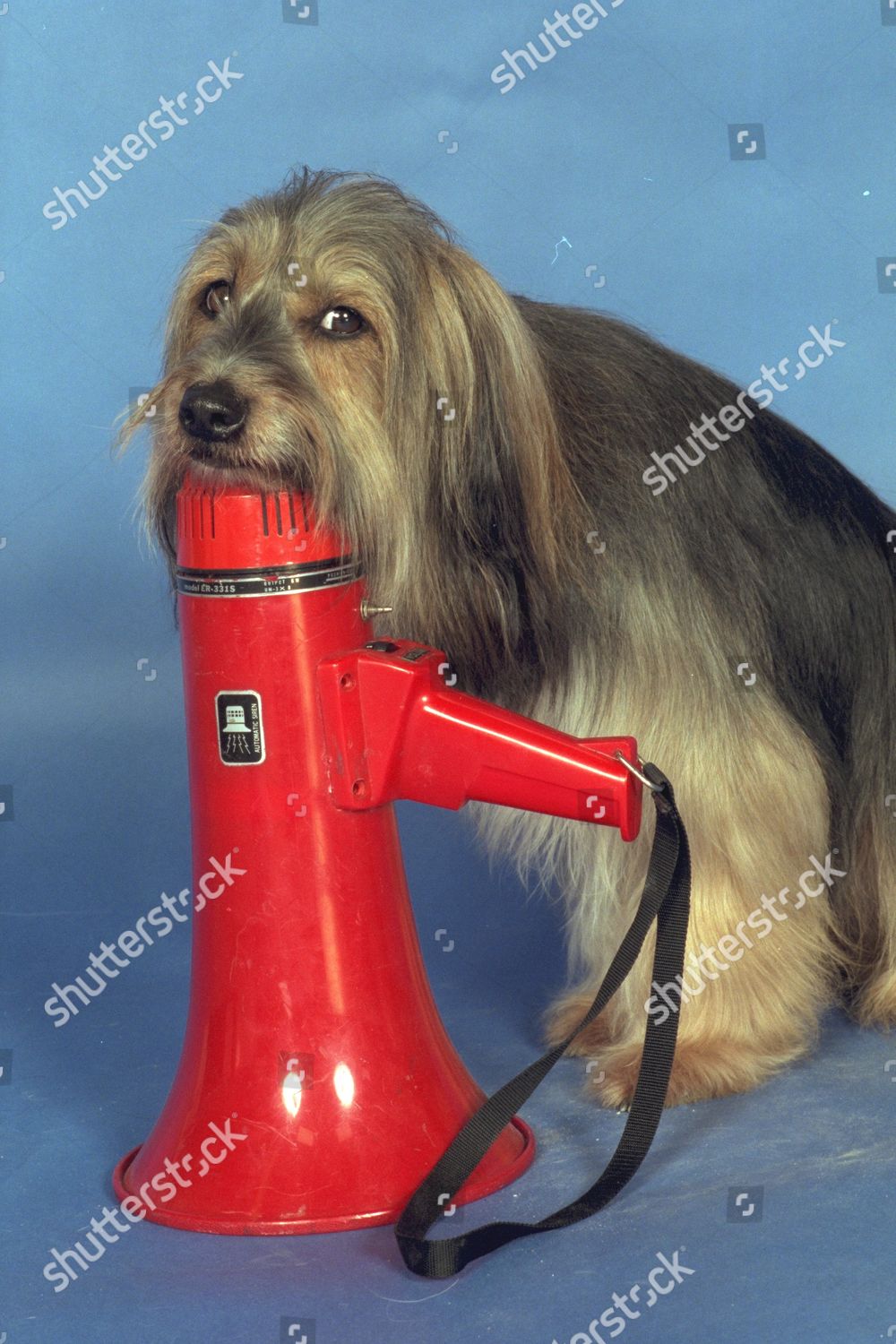 Pippin Junior Famous Television Commercial Dog Editorial Stock Photo ...