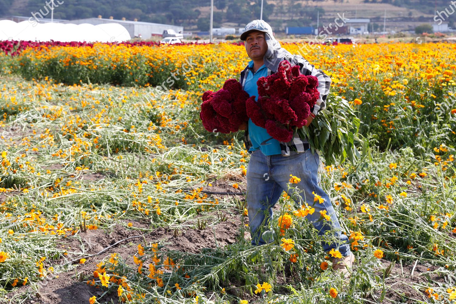 Copandaro Mexico October 28 Farmers Harvest Editorial Stock Photo ...