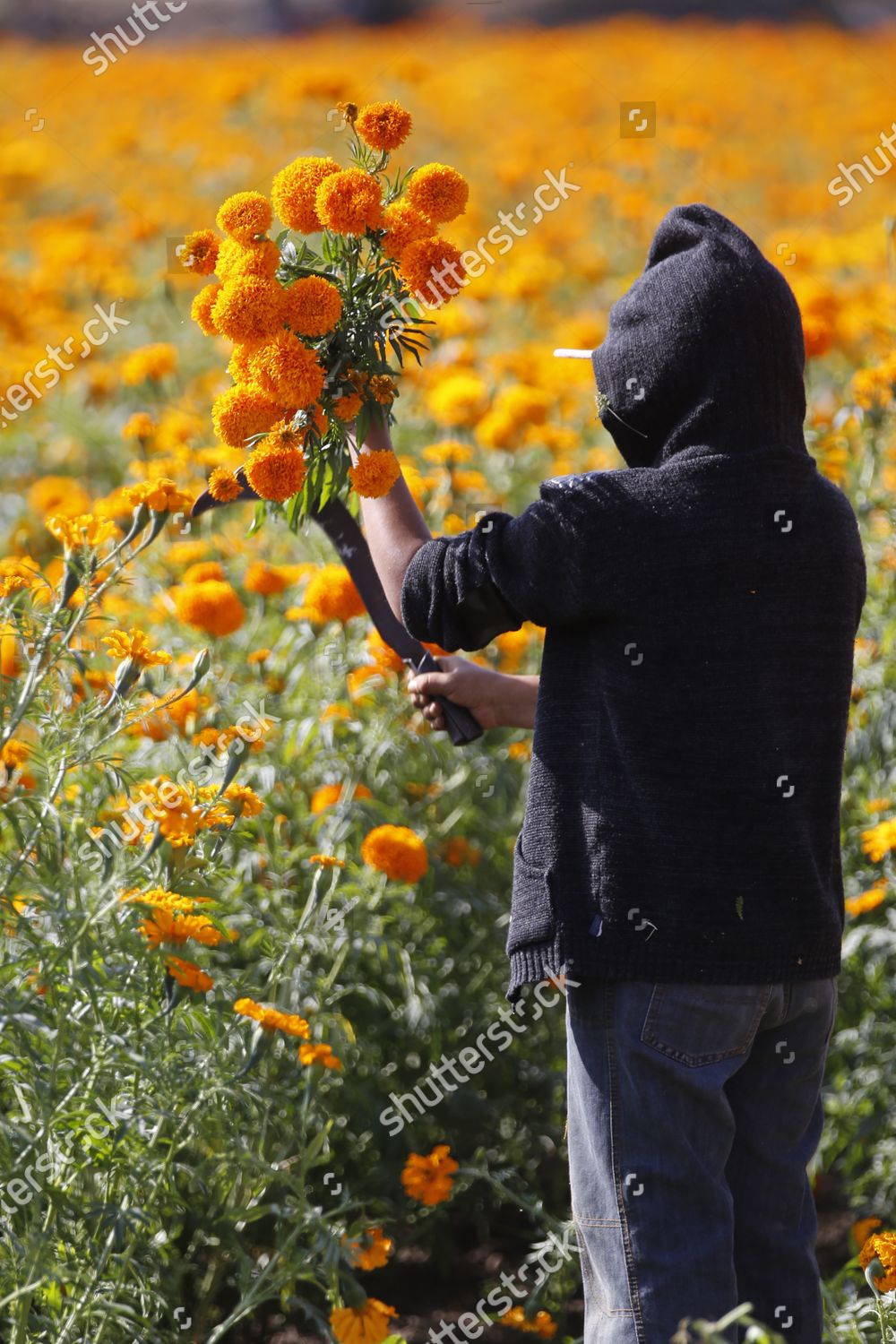 Copandaro Mexico October 28 Farmers Harvest Editorial Stock Photo ...