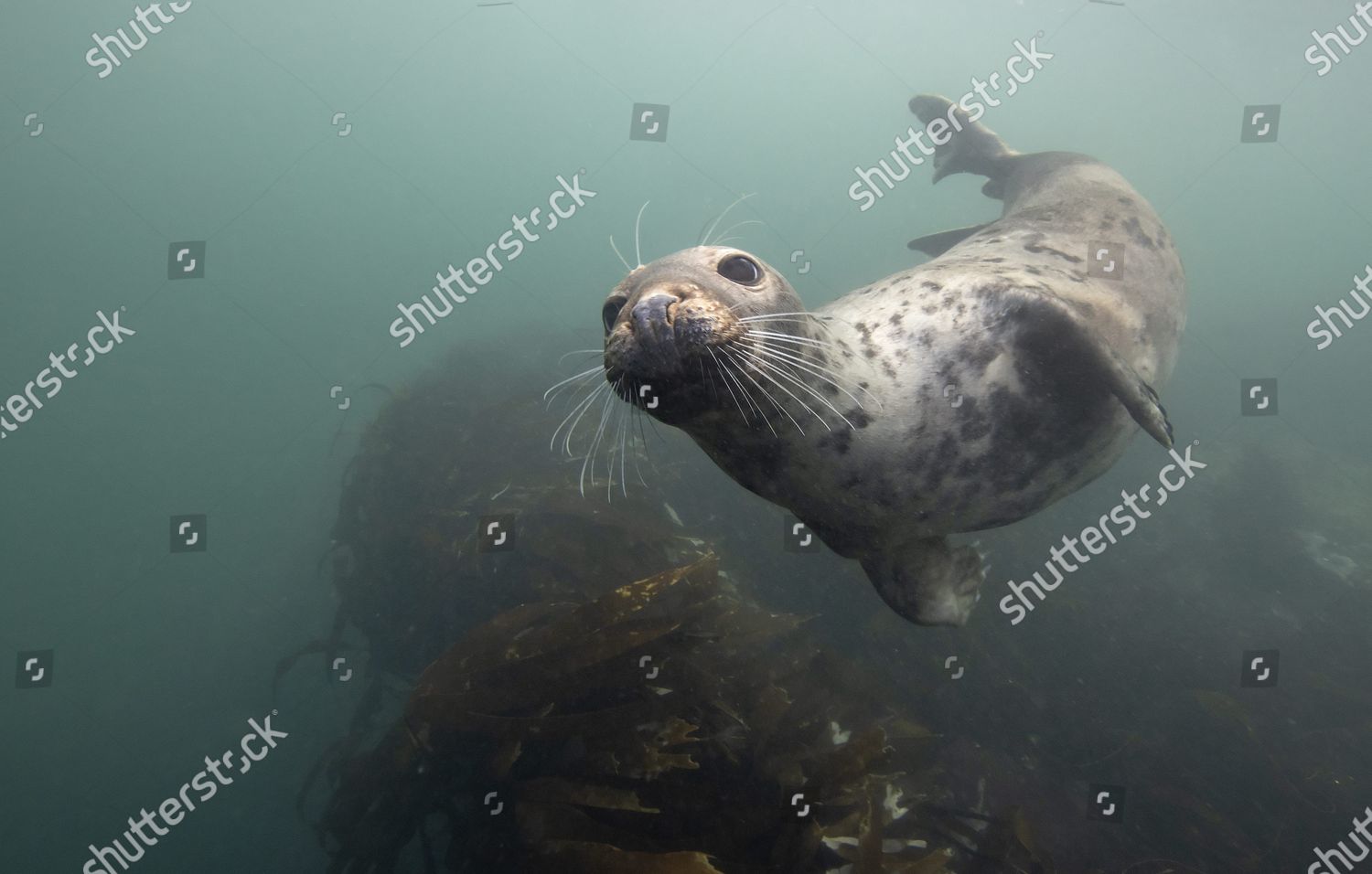 DIVER EXPLORES SEALS' UNDERWATER WORLD DISCOVERS Editorial Stock Photo ...