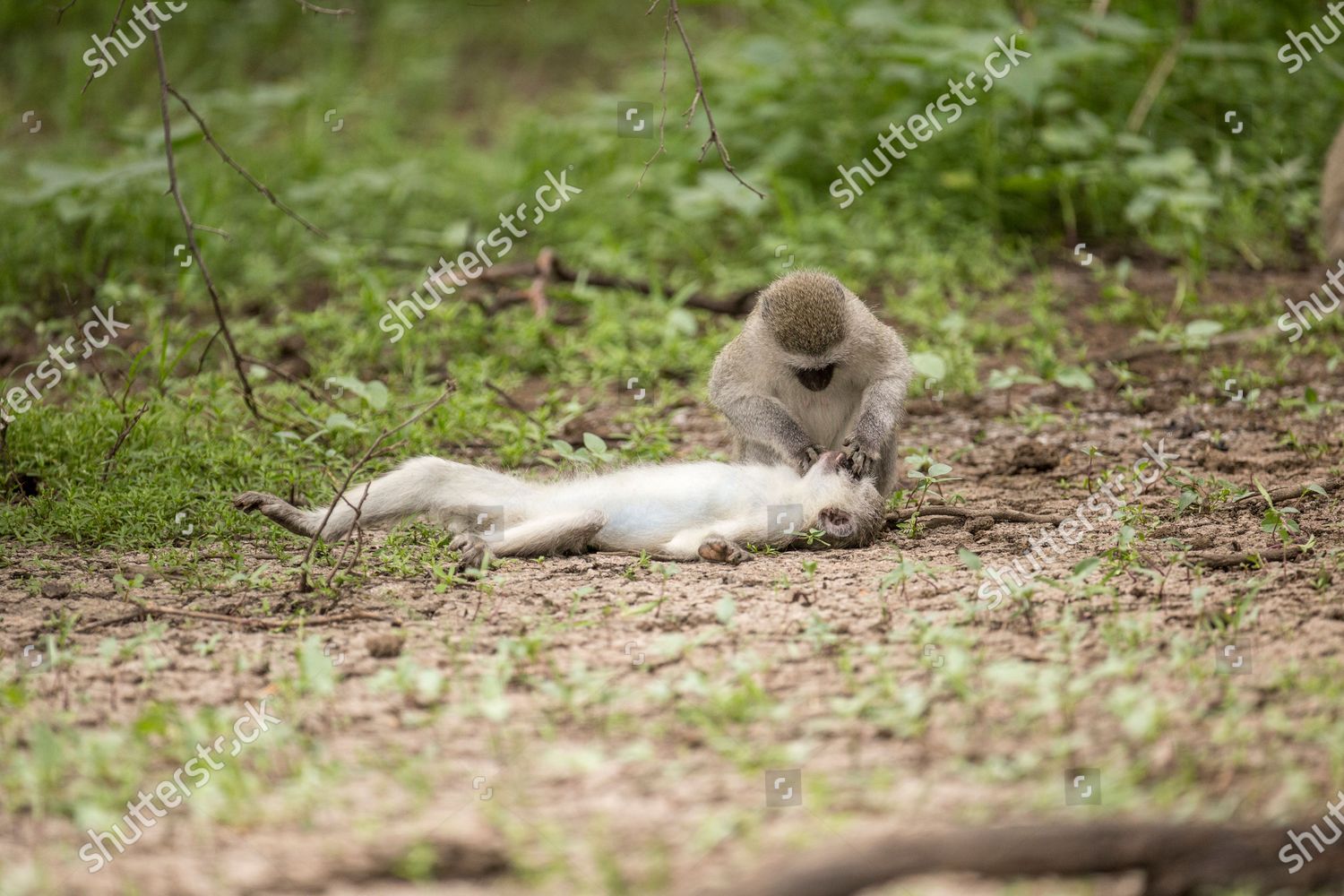 Monkey Appears Give Cpr Another Member Editorial Stock Photo - Stock ...