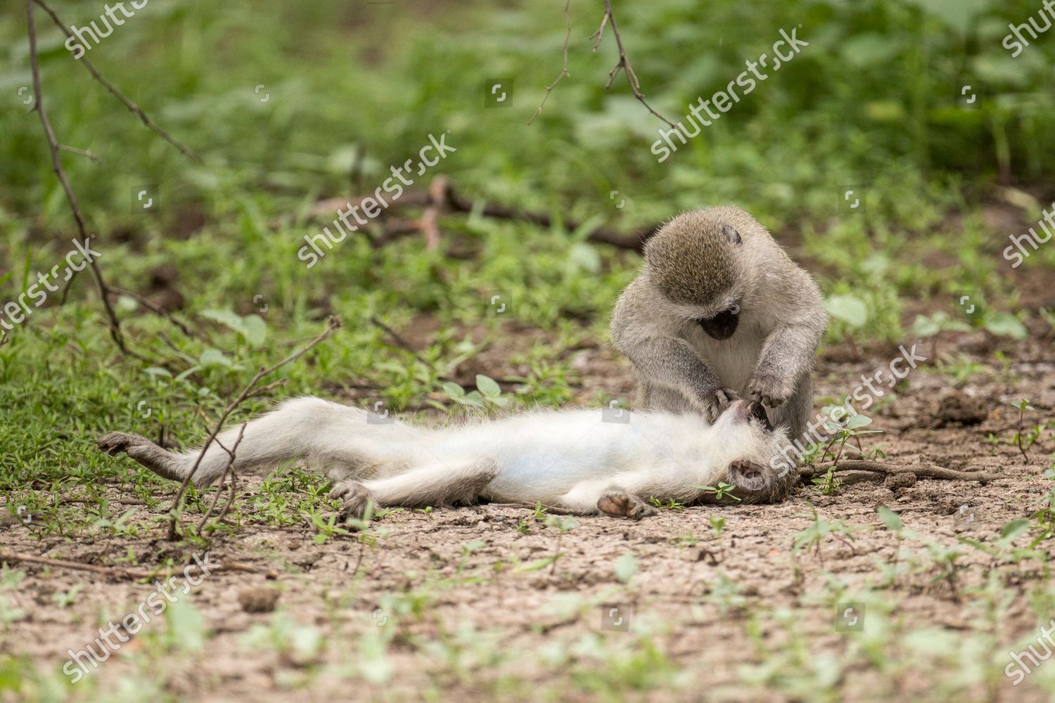 Monkey Appears Give Cpr Another Member Editorial Stock Photo - Stock ...