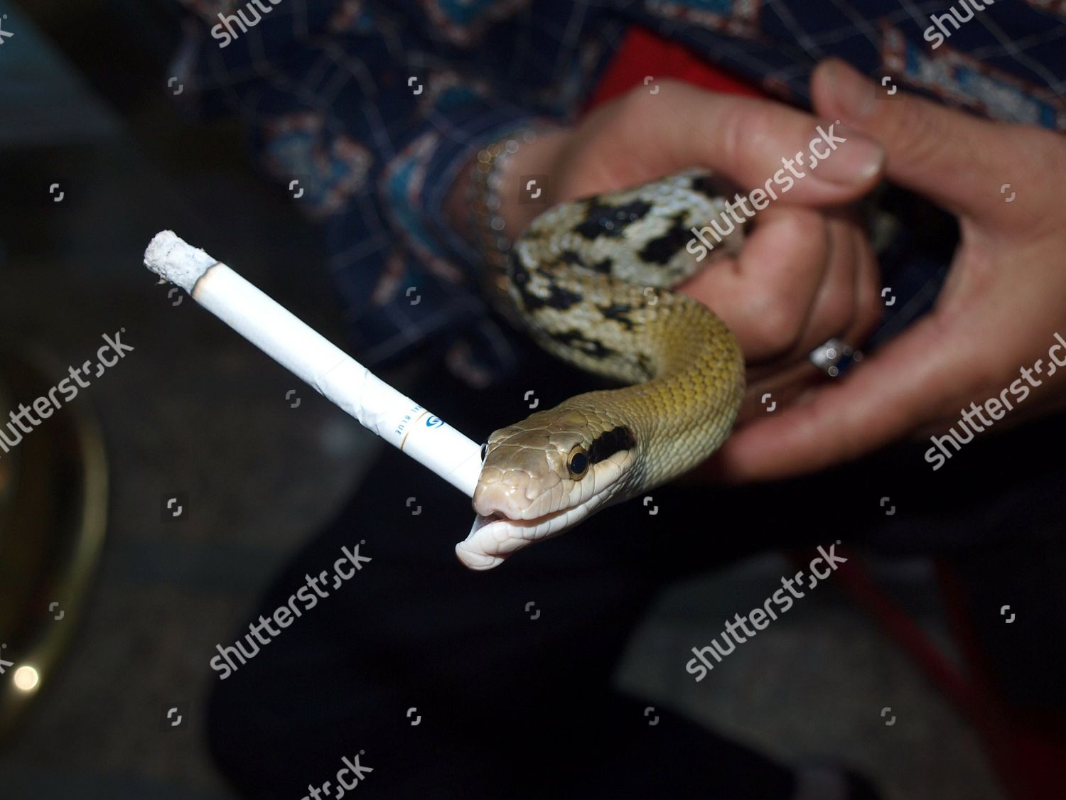 Cigarette Smoking Snake Editorial Stock Photo - Stock Image | Shutterstock