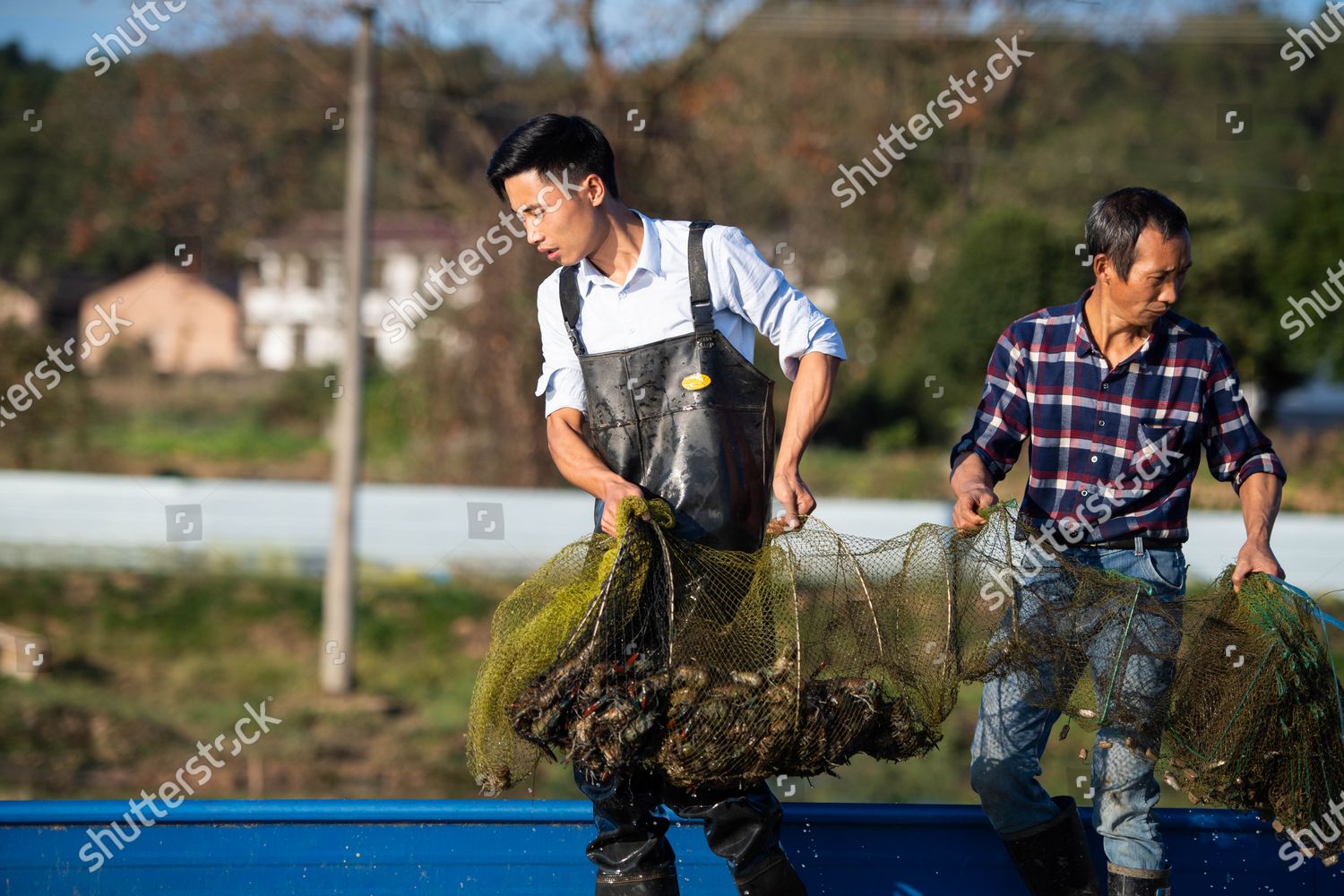 Breeders Harvest Australian Red Claw Crayfish Editorial Stock Photo ...
