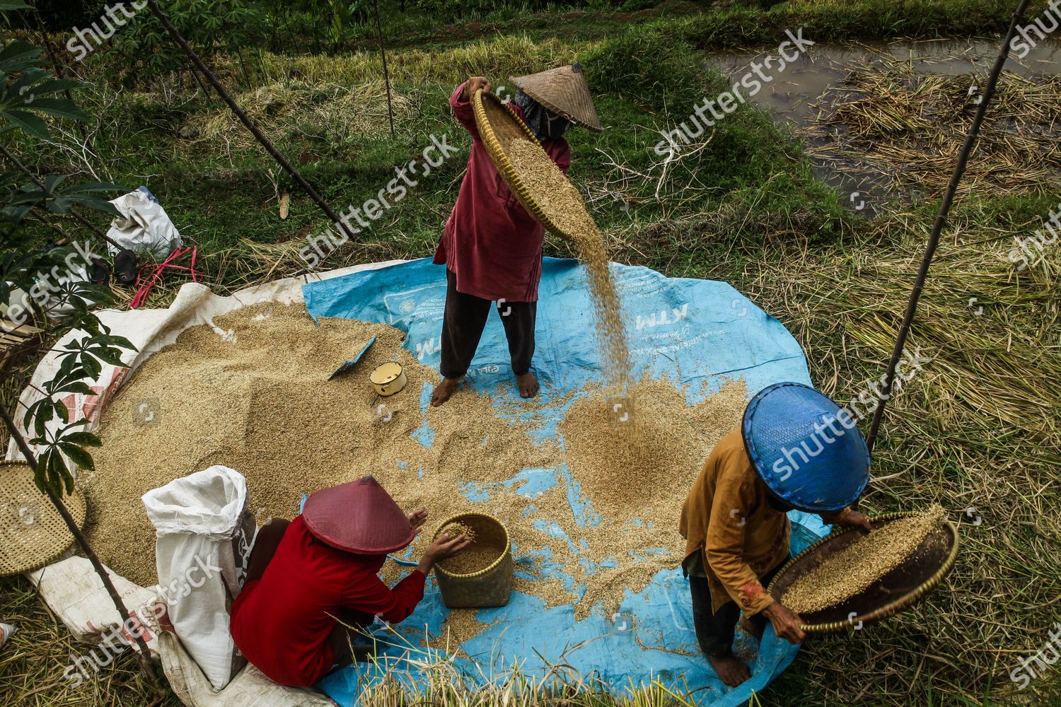 Farmer Seen Winnowing Rice Seeds During Editorial Stock Photo - Stock ...