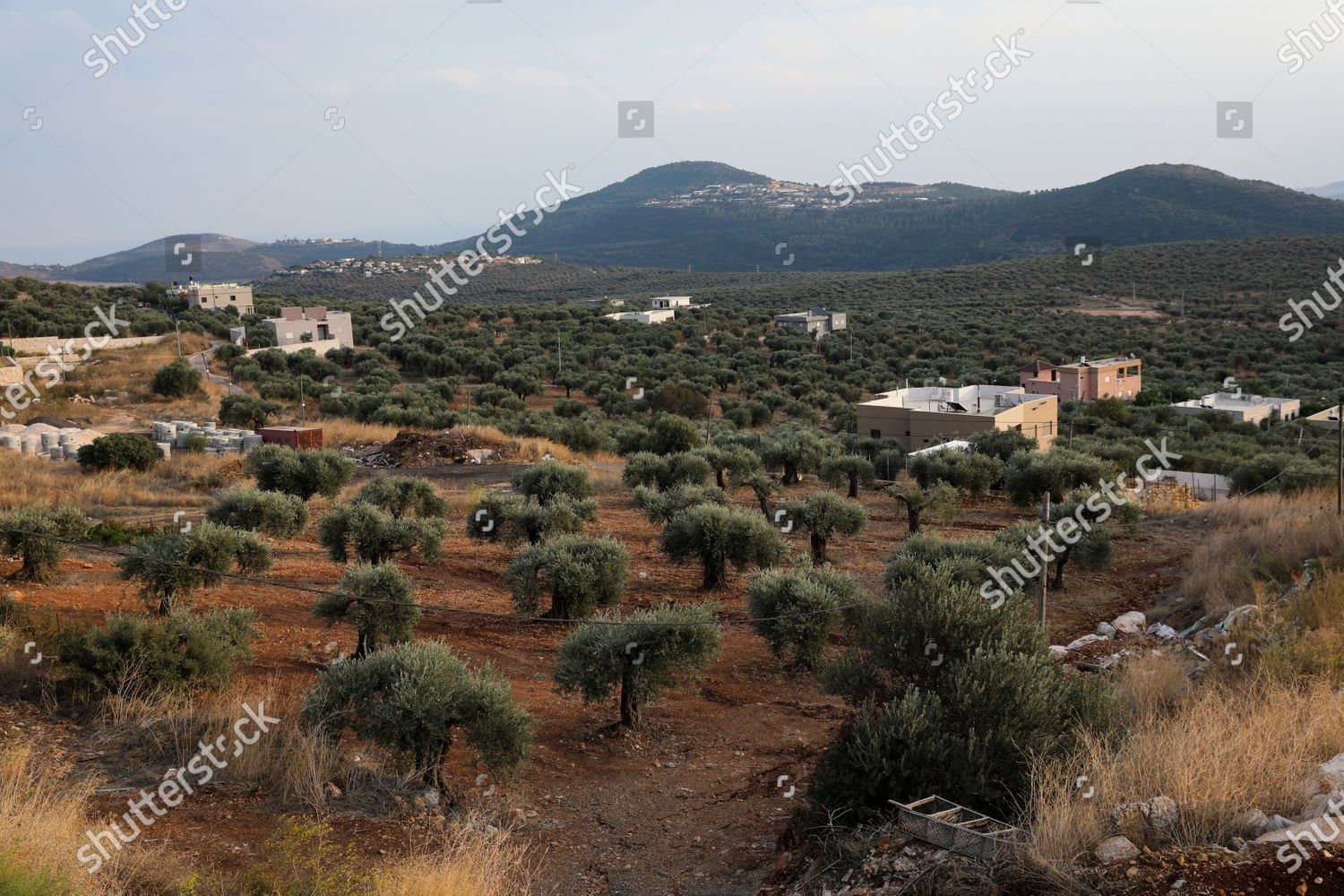 Ancient Olive Grove Arab Town Rameh Editorial Stock Photo - Stock Image ...