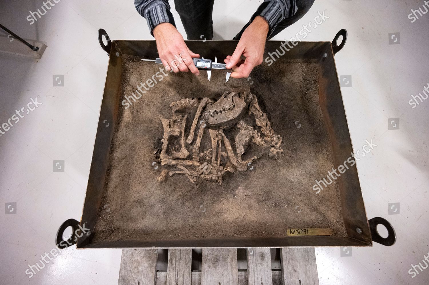 Stone Age Dog Blekinge Museum Karlskrona Editorial Stock Photo - Stock ...