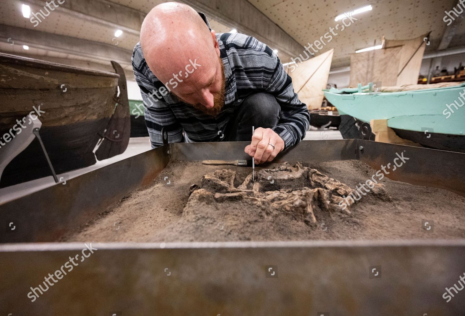 Osteologist Ola Magnell Stone Age Dog Editorial Stock Photo - Stock ...