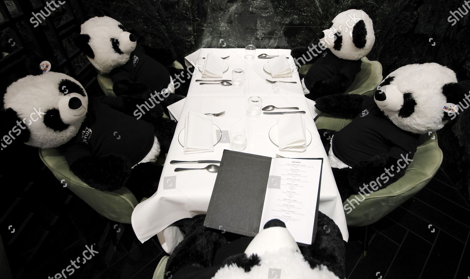 Stuffed Panda Bears Sit Set Tables Editorial Stock Photo - Stock Image ...