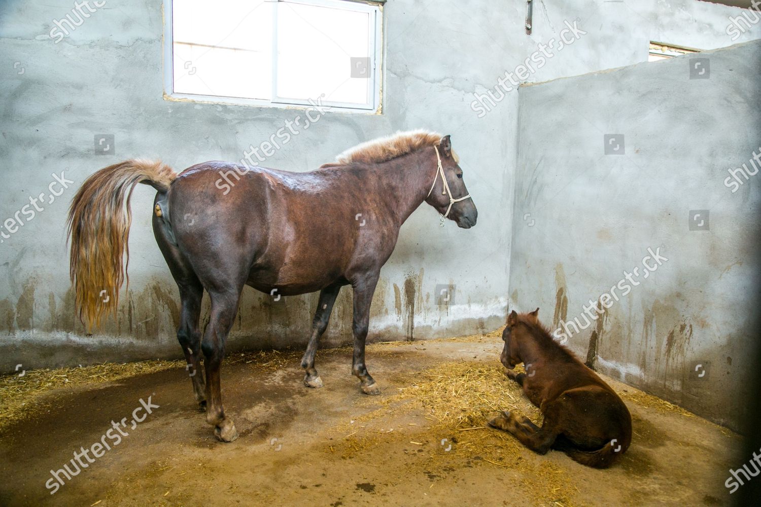 Recently Chinas First Somatic Cloned Horse Editorial Stock Photo ...