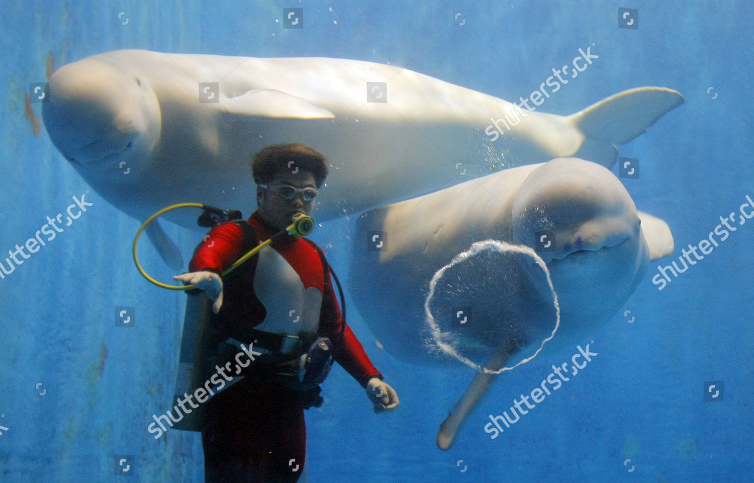 Beluga Whales Blowing Rings Bubbles Underwater Editorial Stock Photo ...